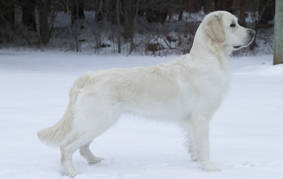 Regalgoldens | British Type Golden Retriever | Golden Retrievers ...