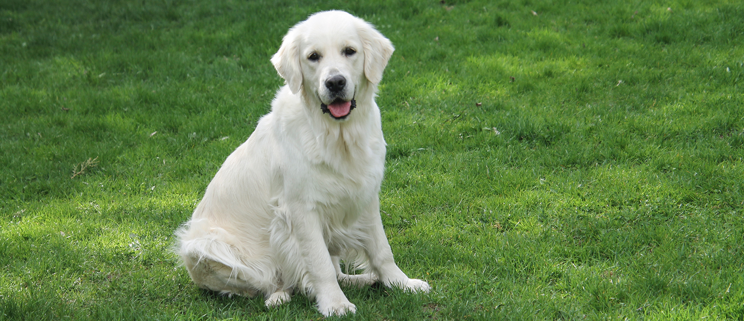 Regalgoldens | British Type Golden Retriever | Golden Retrievers ...