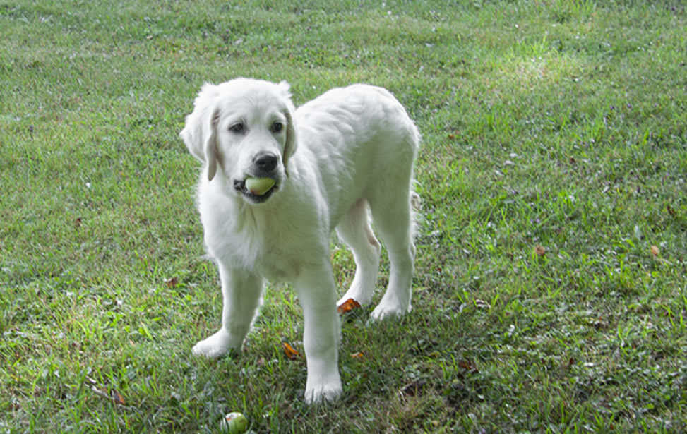 Regalgoldens | British Type Golden Retriever | Golden Retrievers ...